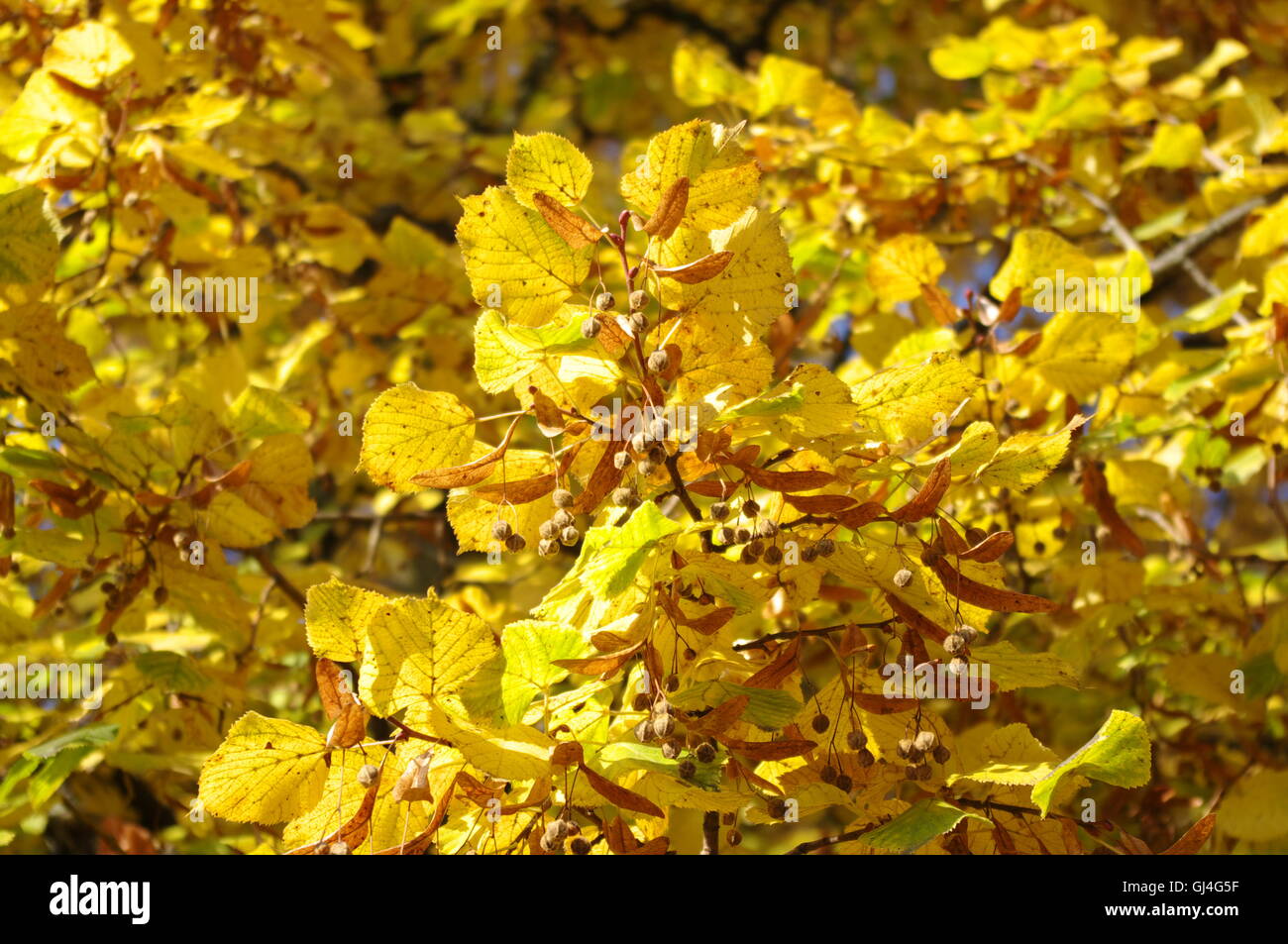 Linden tree autumn leaves Stock Photo - Alamy