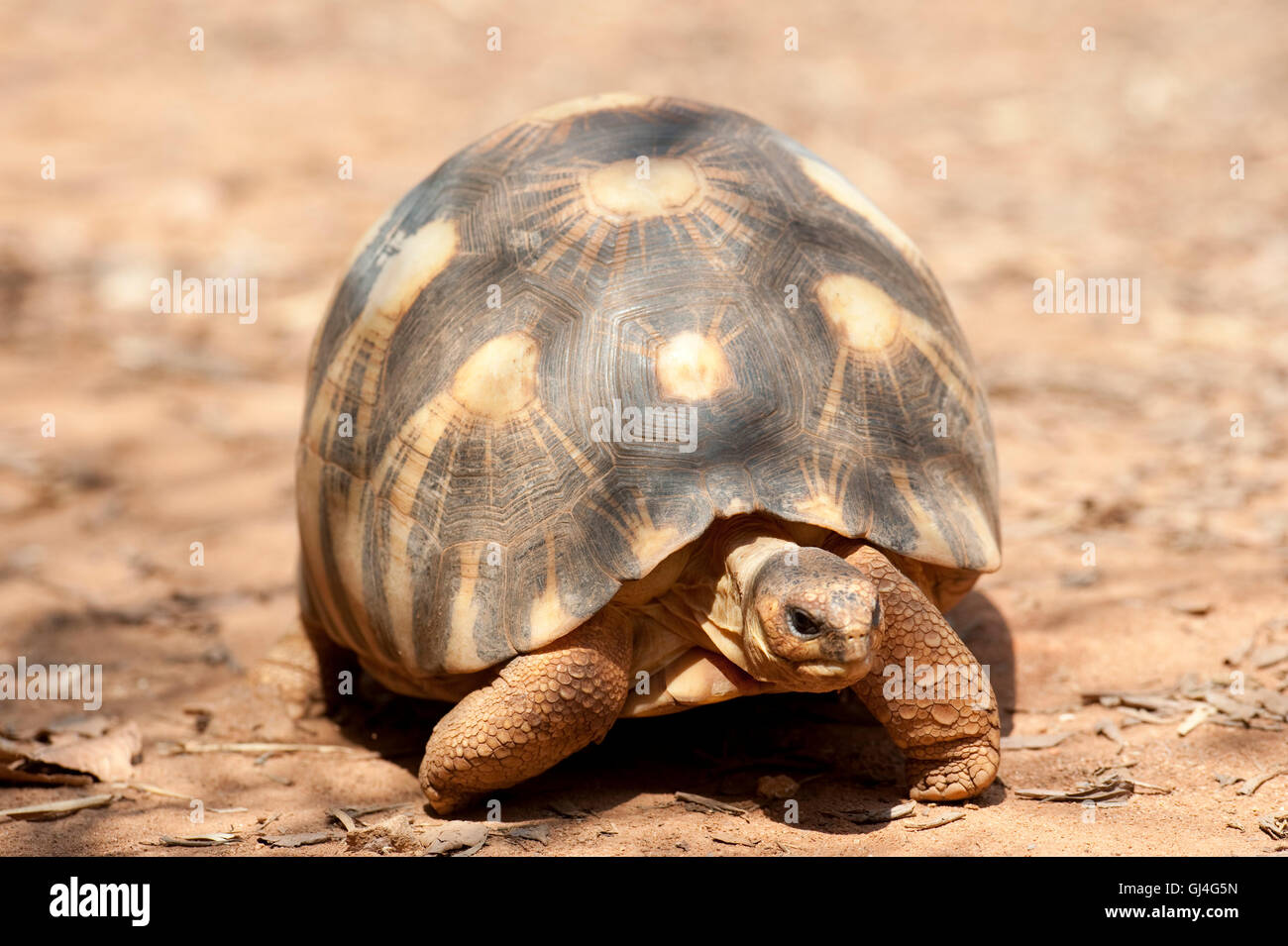 Turtle madagascar hi-res stock photography and images - Alamy