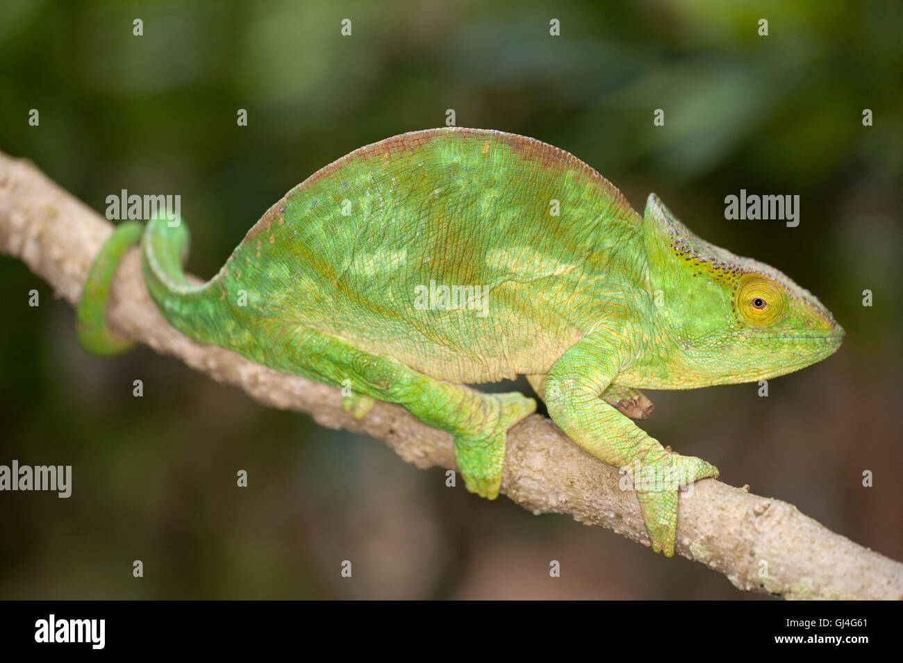 Parson's chameleon Calumma parsonii Madagascar Stock Photo - Alamy