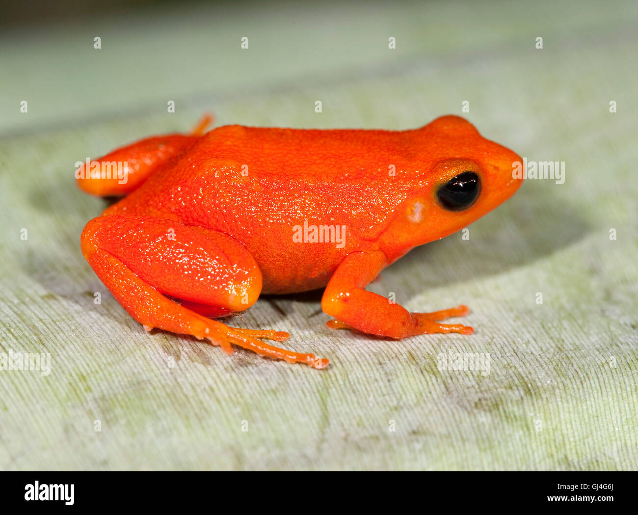 Golden Frog Mantella aurantiaca Madagascar Stock Photo - Alamy