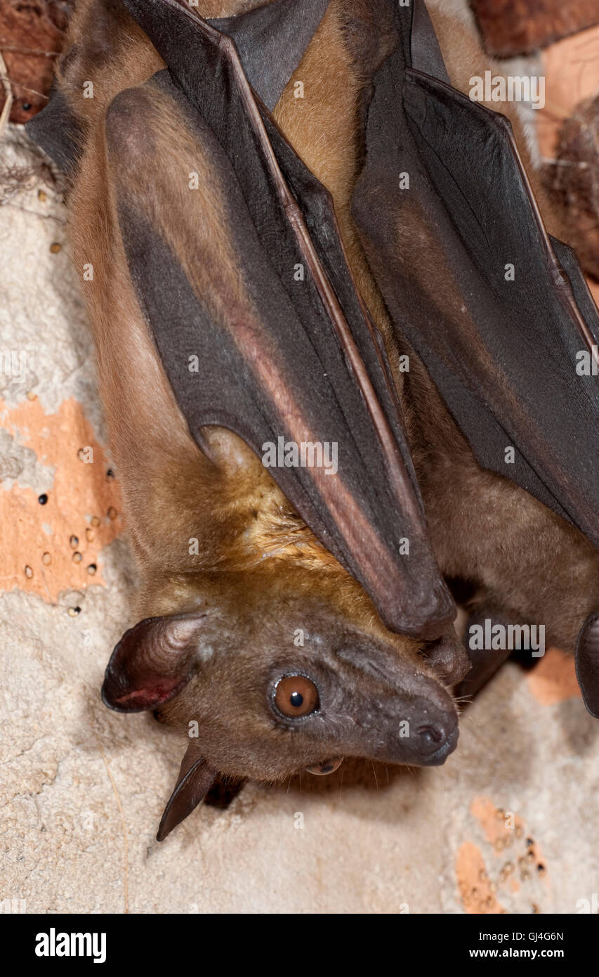Madagascan Flying Fox Pteropus rufus Madagascar Stock Photo - Alamy