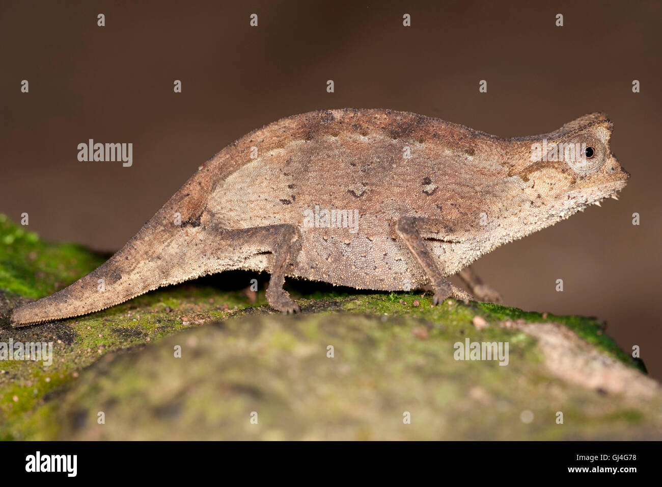 Brown leaf chameleon Brookesia superciliaris Madagascar Stock Photo - Alamy