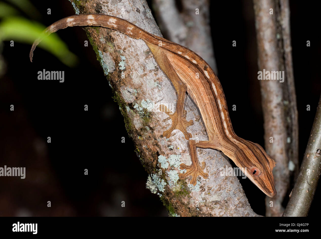 Lined Leaf Tailed Gecko Uroplatus lineatus Madagascar Stock Photo - Alamy