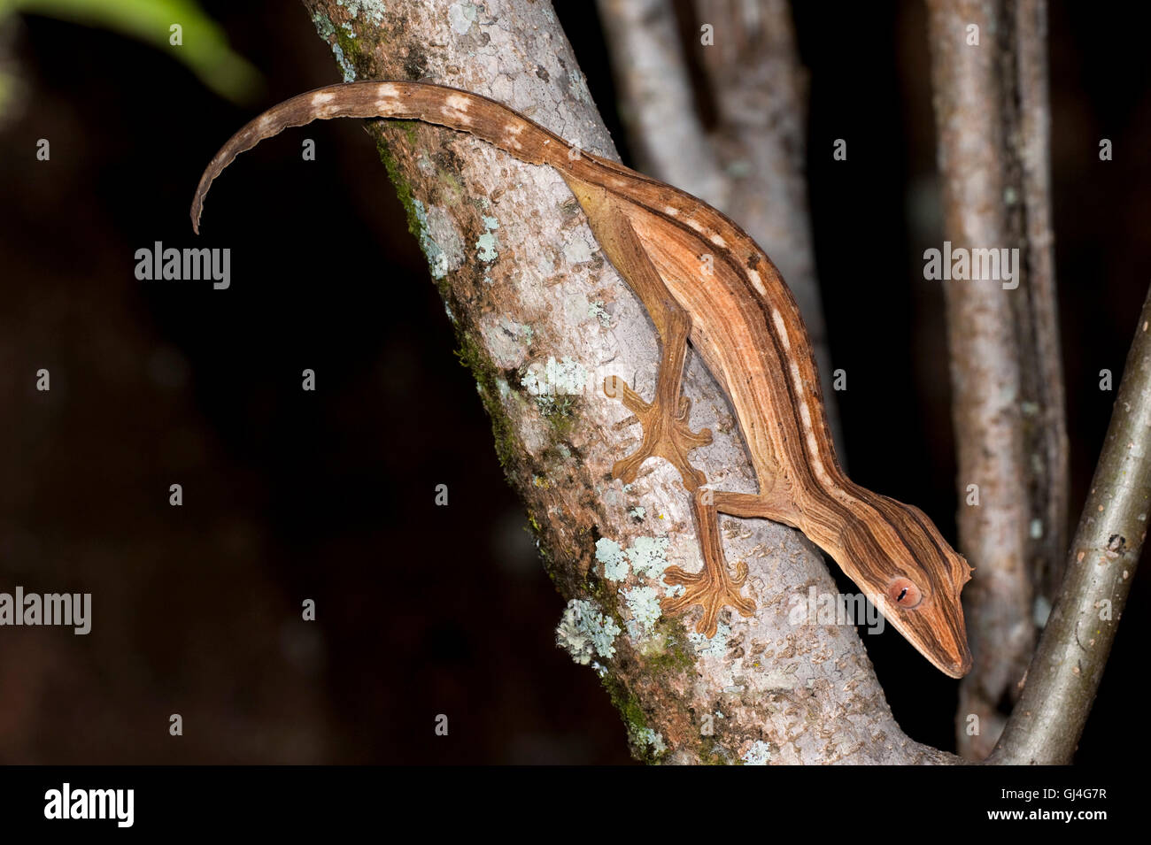 Lined Leaf Tailed Gecko Stock Photo Of Lined Leaf Tailed Gecko