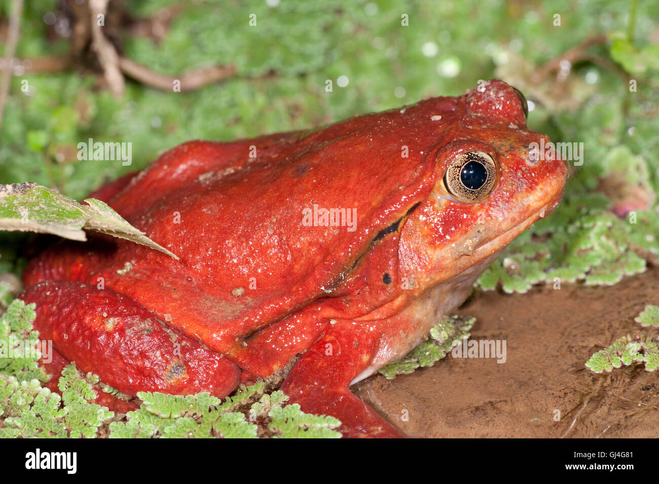 Tomato Frog Dyscophus antongilii Madagascar Stock Photo - Alamy