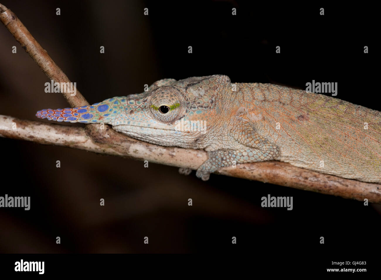 Lance Nosed Chameleon Calumma gallus Madagascar Stock Photo - Alamy