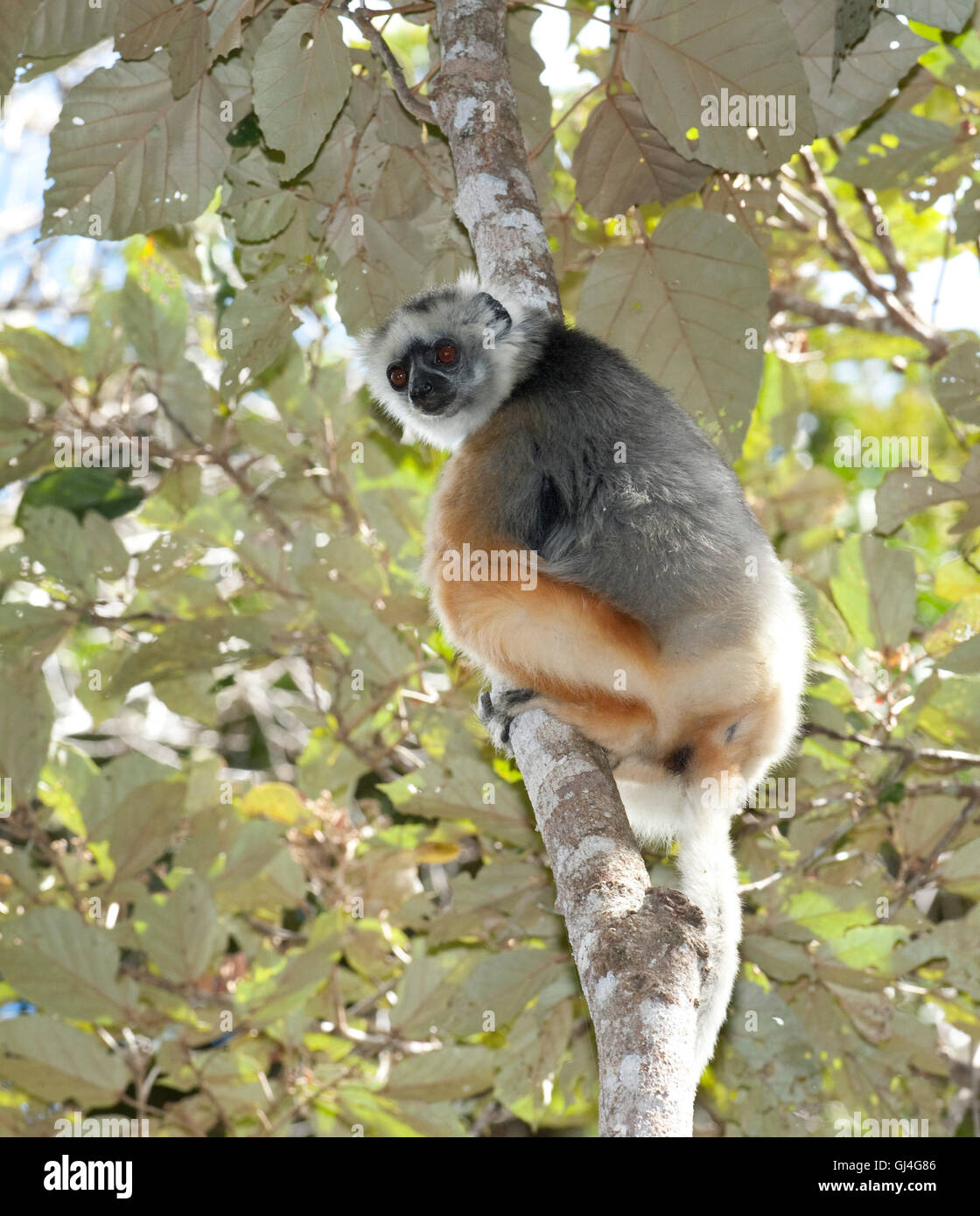 Diademed Sifaka Propithecus diadema Madagascar Stock Photo - Alamy