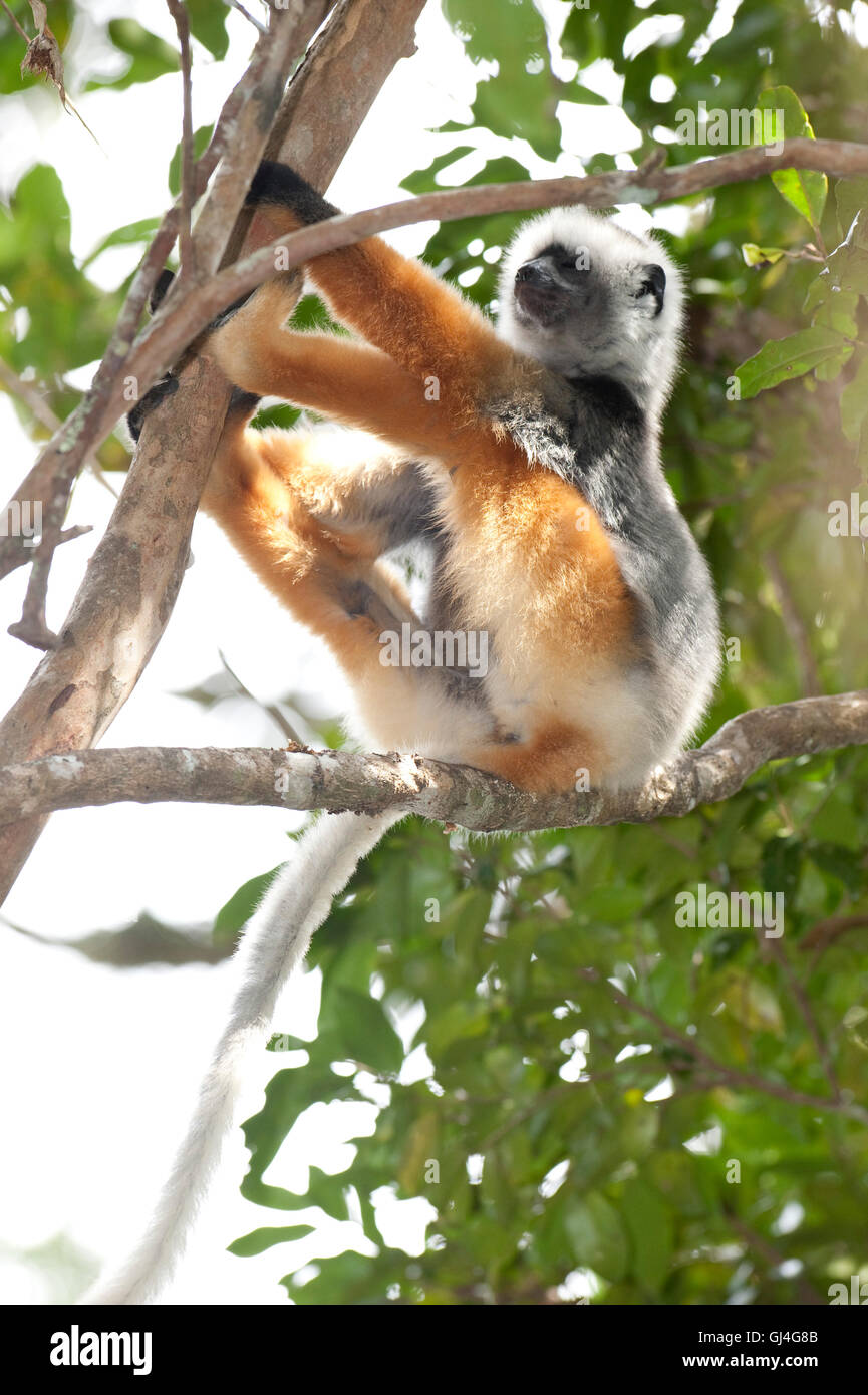 Diademed Sifaka Propithecus diadema Madagascar Stock Photo - Alamy