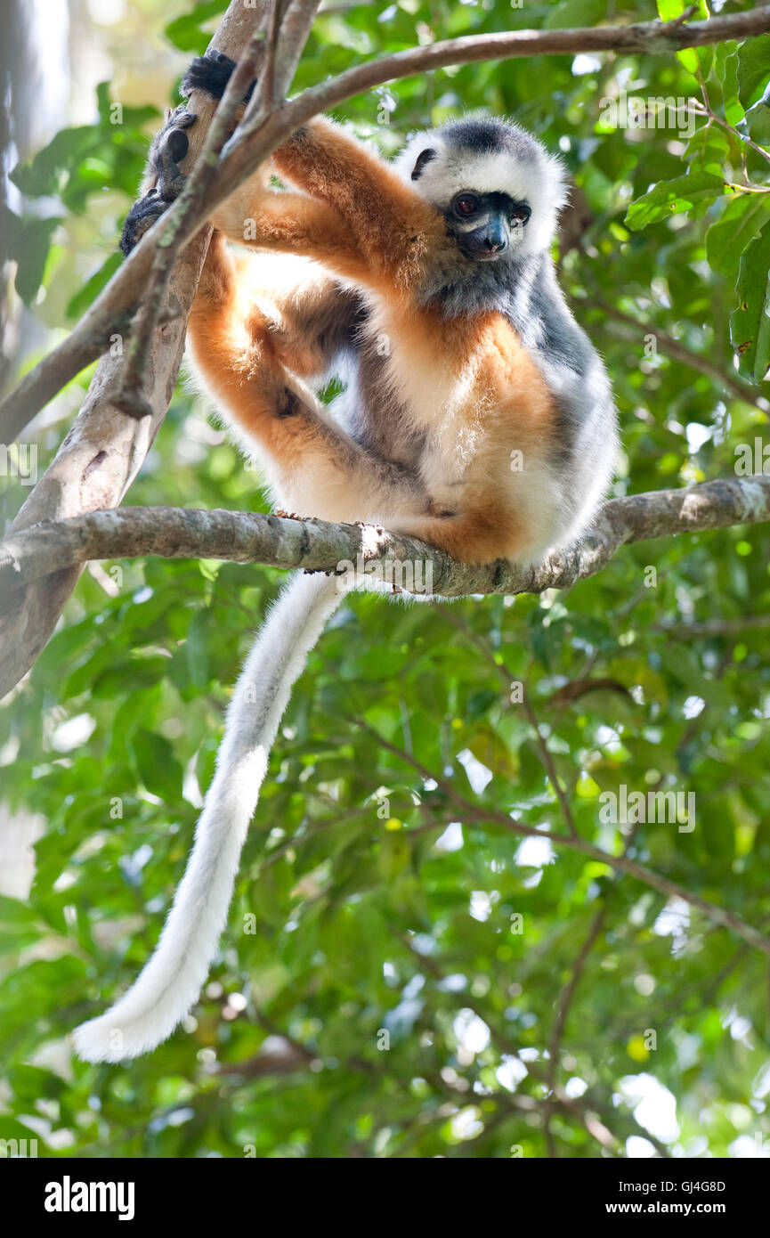 Diademed Sifaka Propithecus diadema Madagascar Stock Photo - Alamy