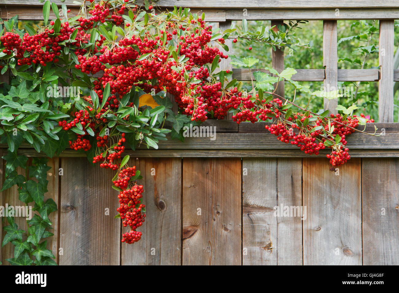 Red pyracantha berries fence close Stock Photo - Alamy