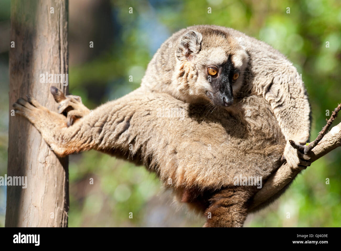 Red fronted lemur hi-res stock photography and images - Alamy