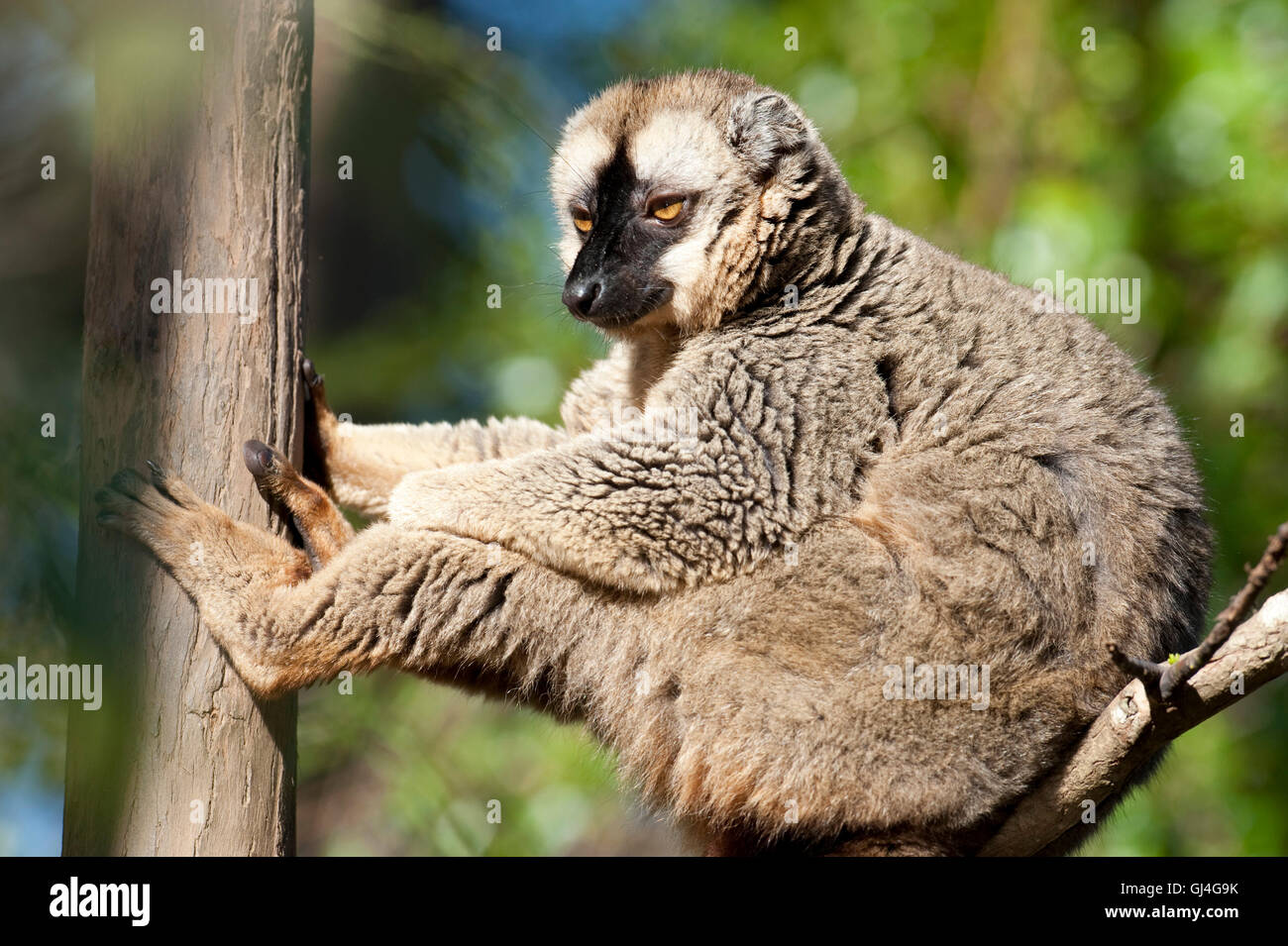 Red fronted lemur hi-res stock photography and images - Alamy