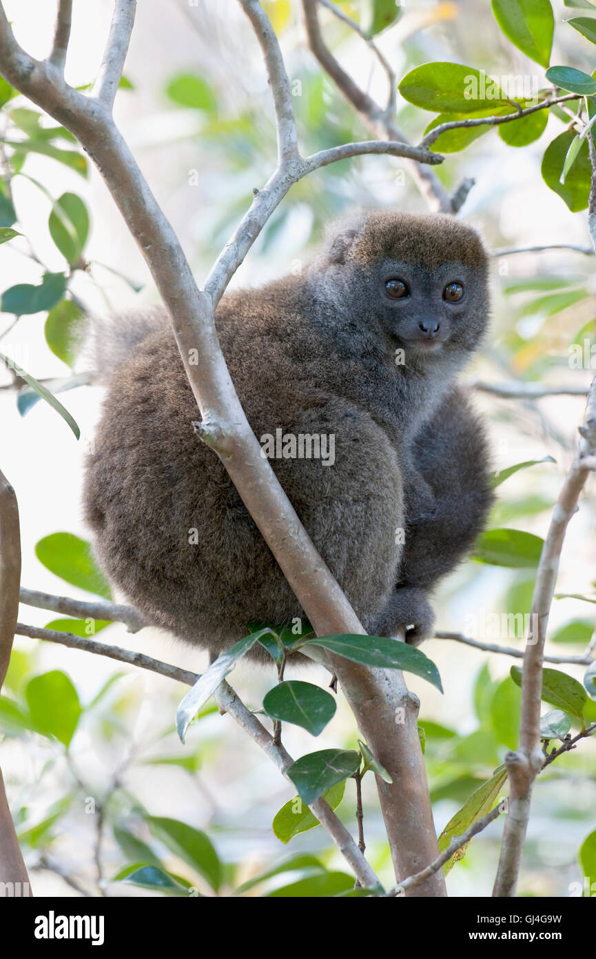 Eastern Lesser Bamboo Lemur Hapalemur griseus Madagascar Stock Photo ...