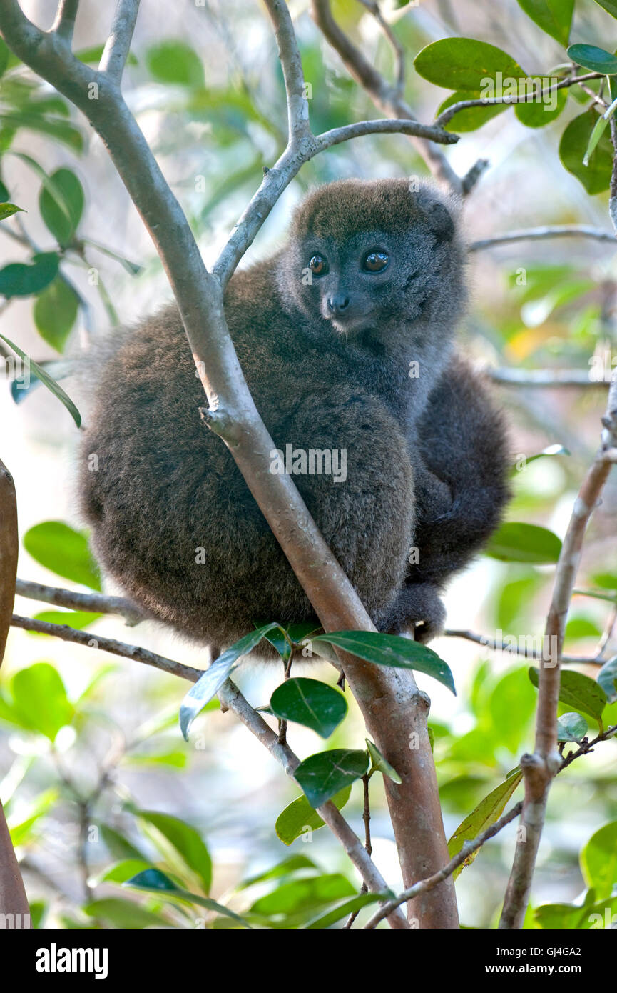 Eastern Lesser Bamboo Lemur Hapalemur griseus Madagascar Stock Photo ...