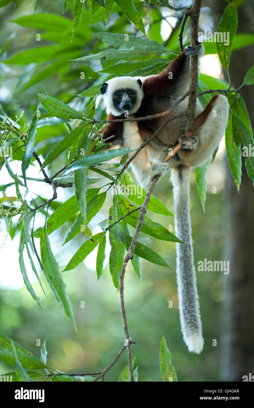 Coquerel's Sifaka Propithecus coquereli Madagascar Stock Photo - Alamy