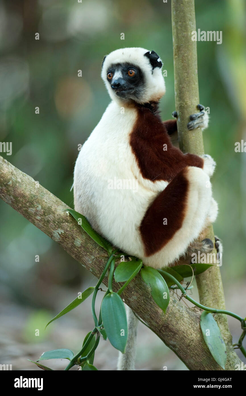 Coquerel's Sifaka Propithecus coquereli Madagascar Stock Photo - Alamy