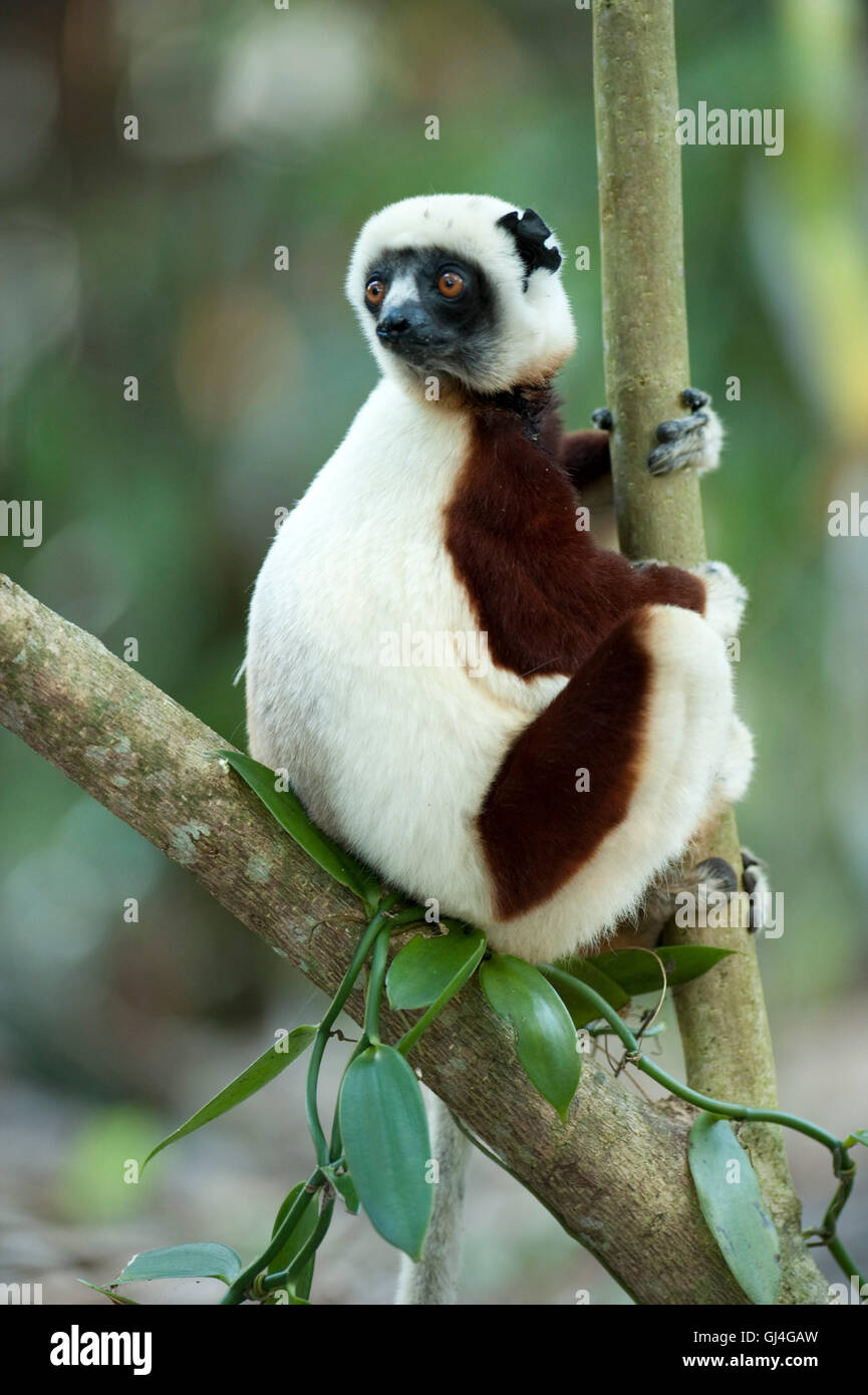 Coquerel's Sifaka Propithecus coquereli Madagascar Stock Photo - Alamy
