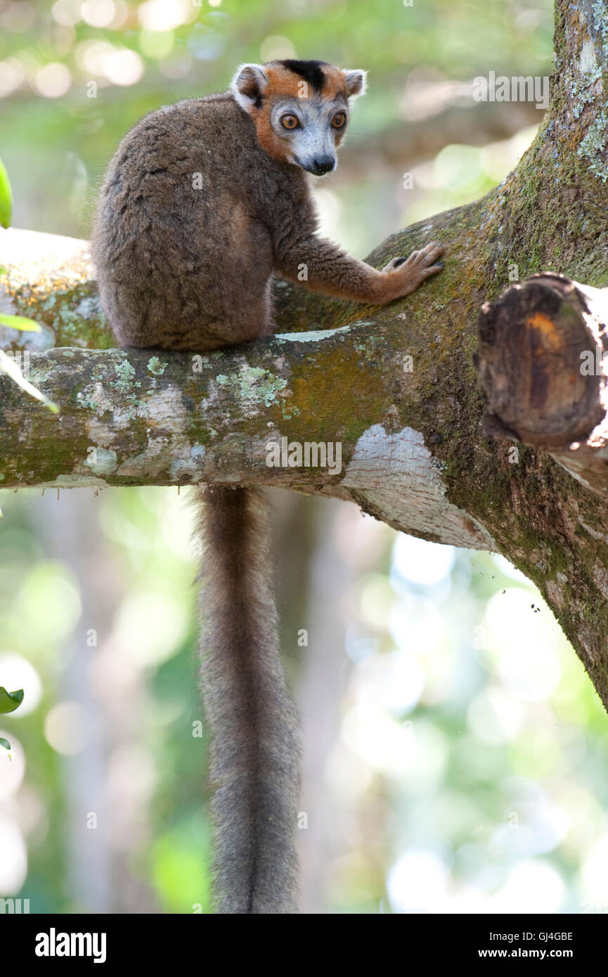 Crowned lemur hi-res stock photography and images - Alamy