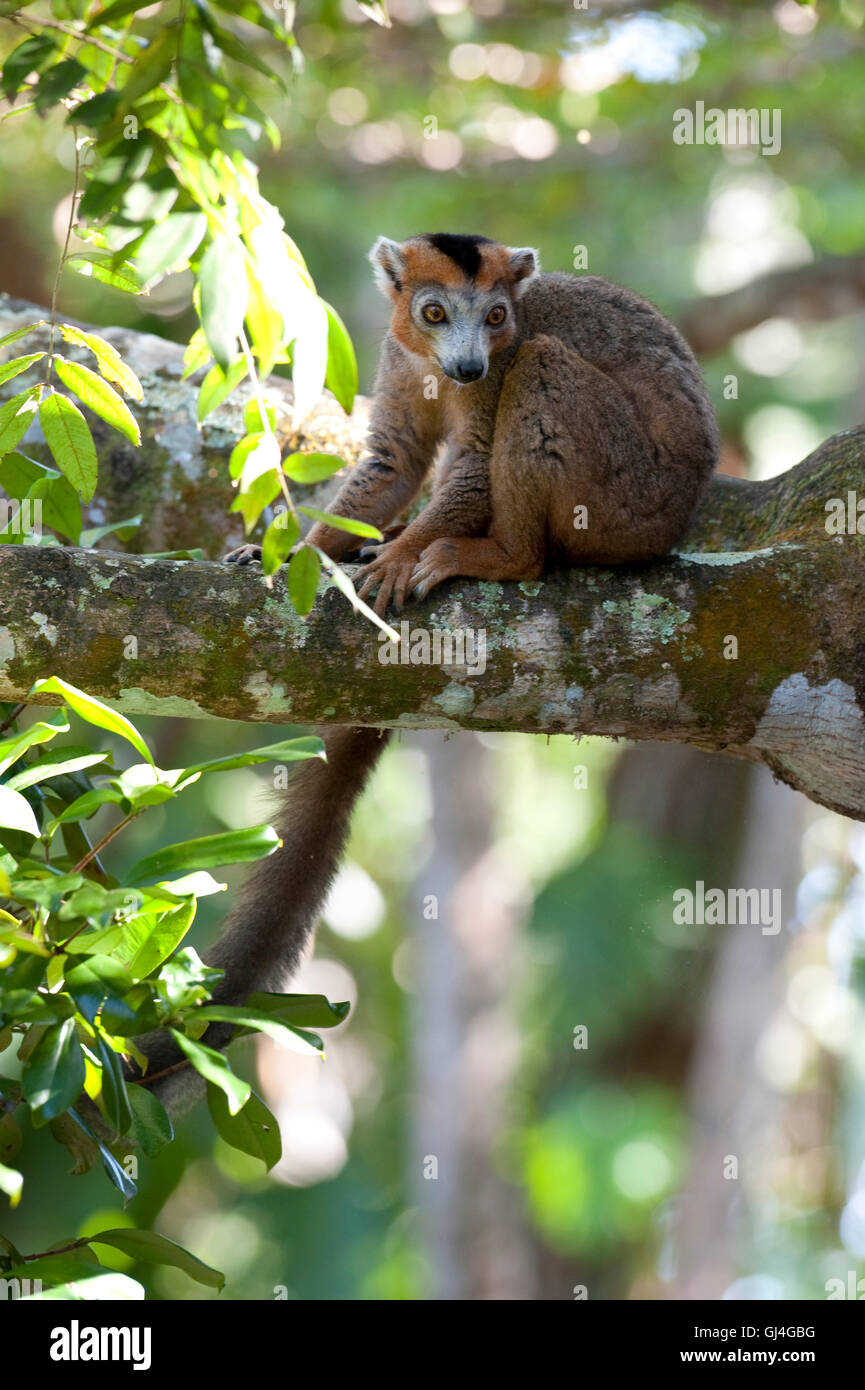 Crowned Lemur Eulemur coronatus Madagascar Stock Photo - Alamy