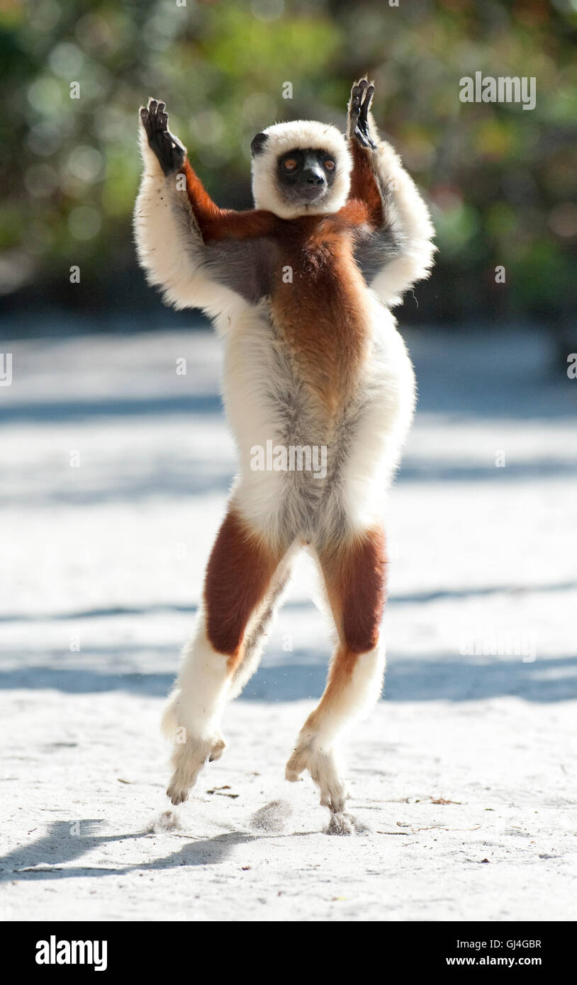 Coquerel's Sifaka Propithecus coquereli Madagascar Stock Photo - Alamy