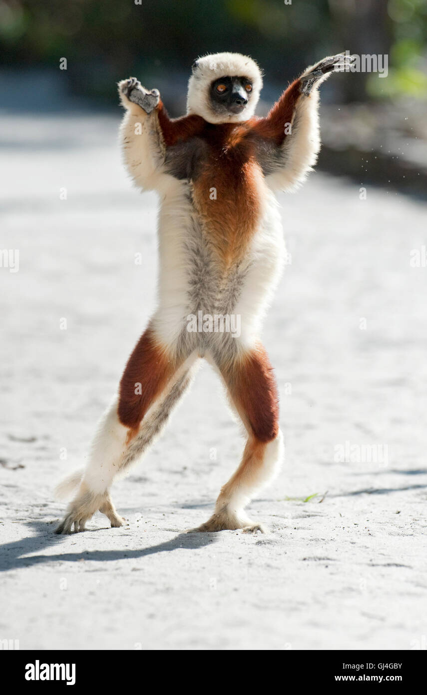 Coquerel's Sifaka Propithecus coquereli Madagascar Stock Photo - Alamy