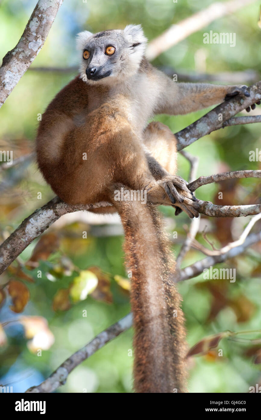 Crowned Lemur Eulemur coronatus Madagascar Stock Photo - Alamy