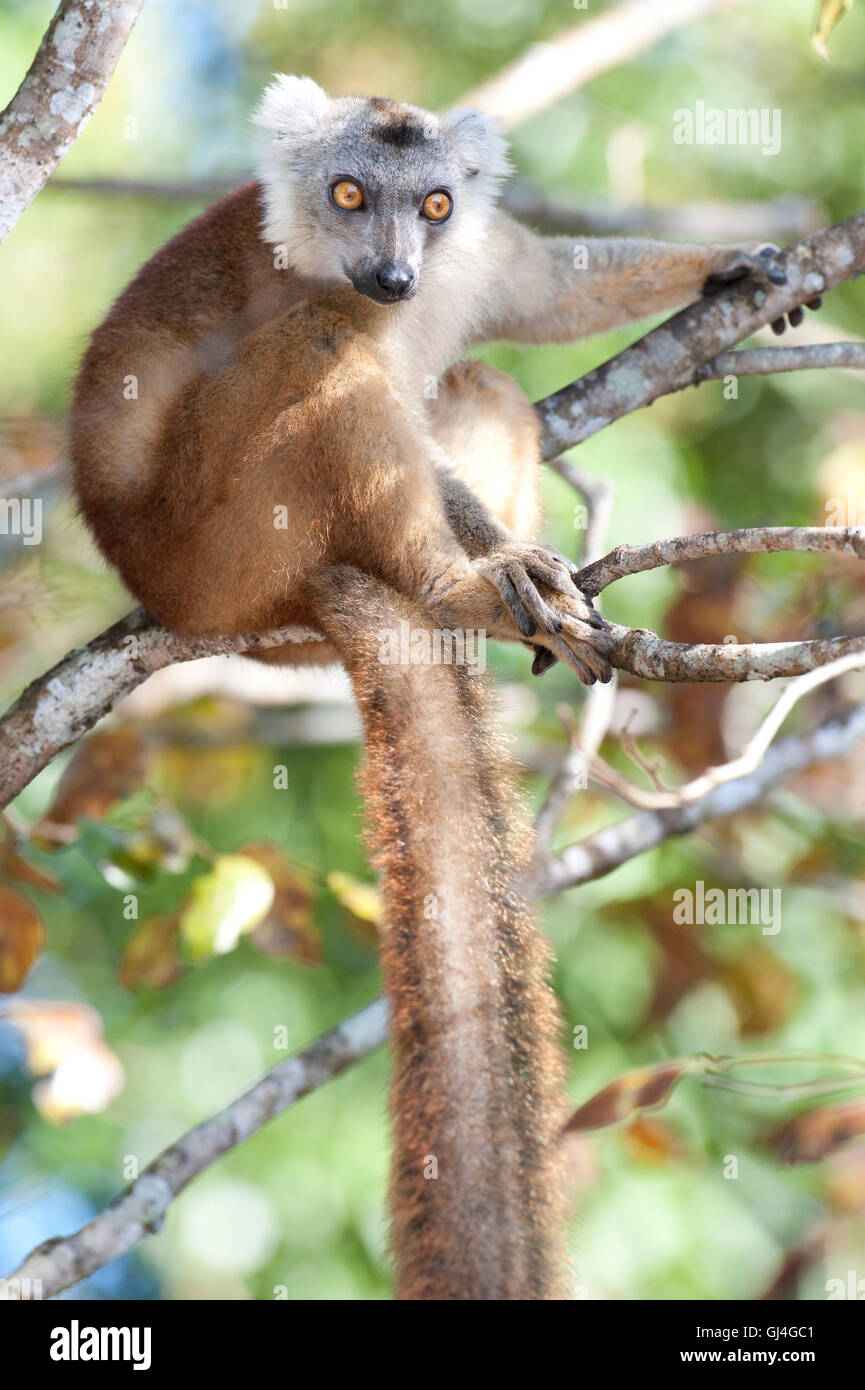Crowned Lemur Eulemur coronatus Madagascar Stock Photo - Alamy