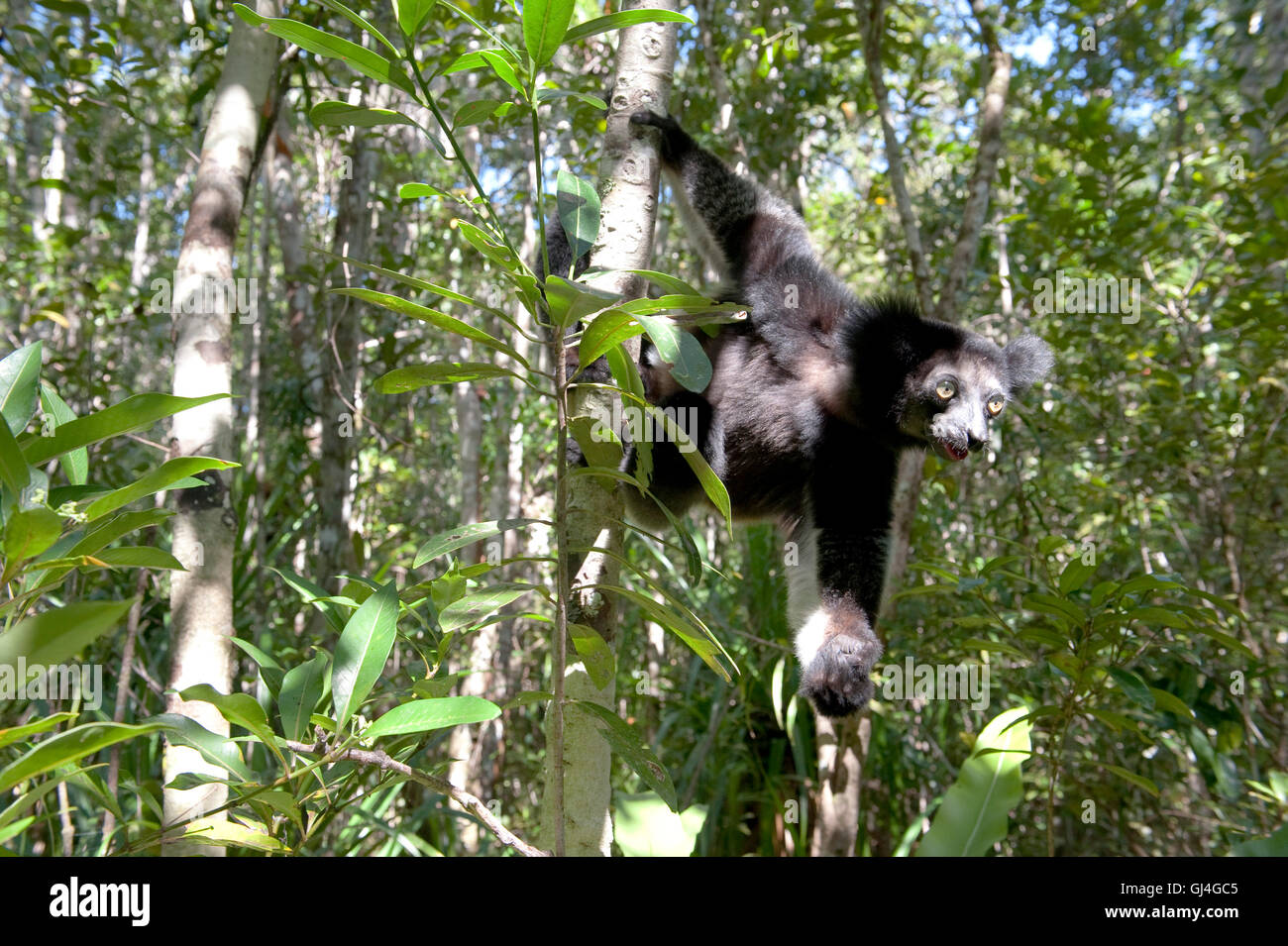 Indri Lemur Madagascar Stock Photo - Alamy