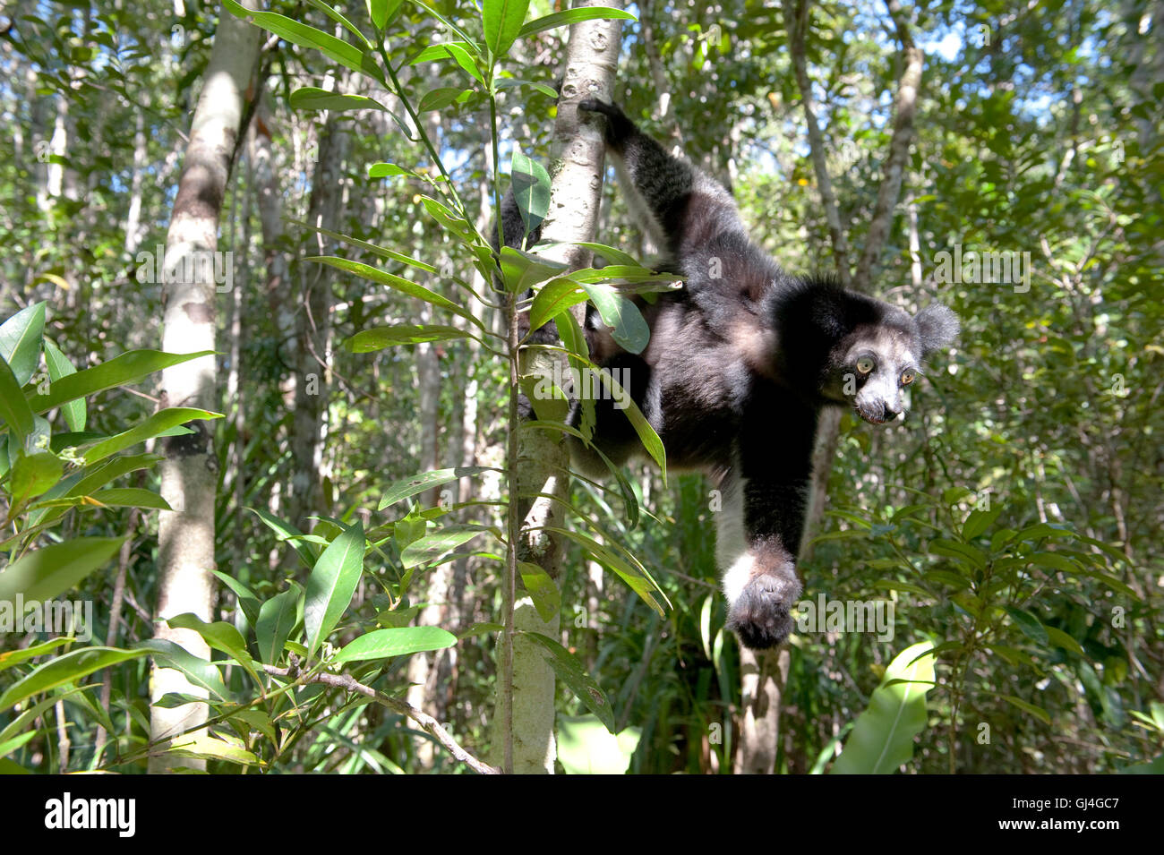 Indri Lemur Madagascar Stock Photo - Alamy