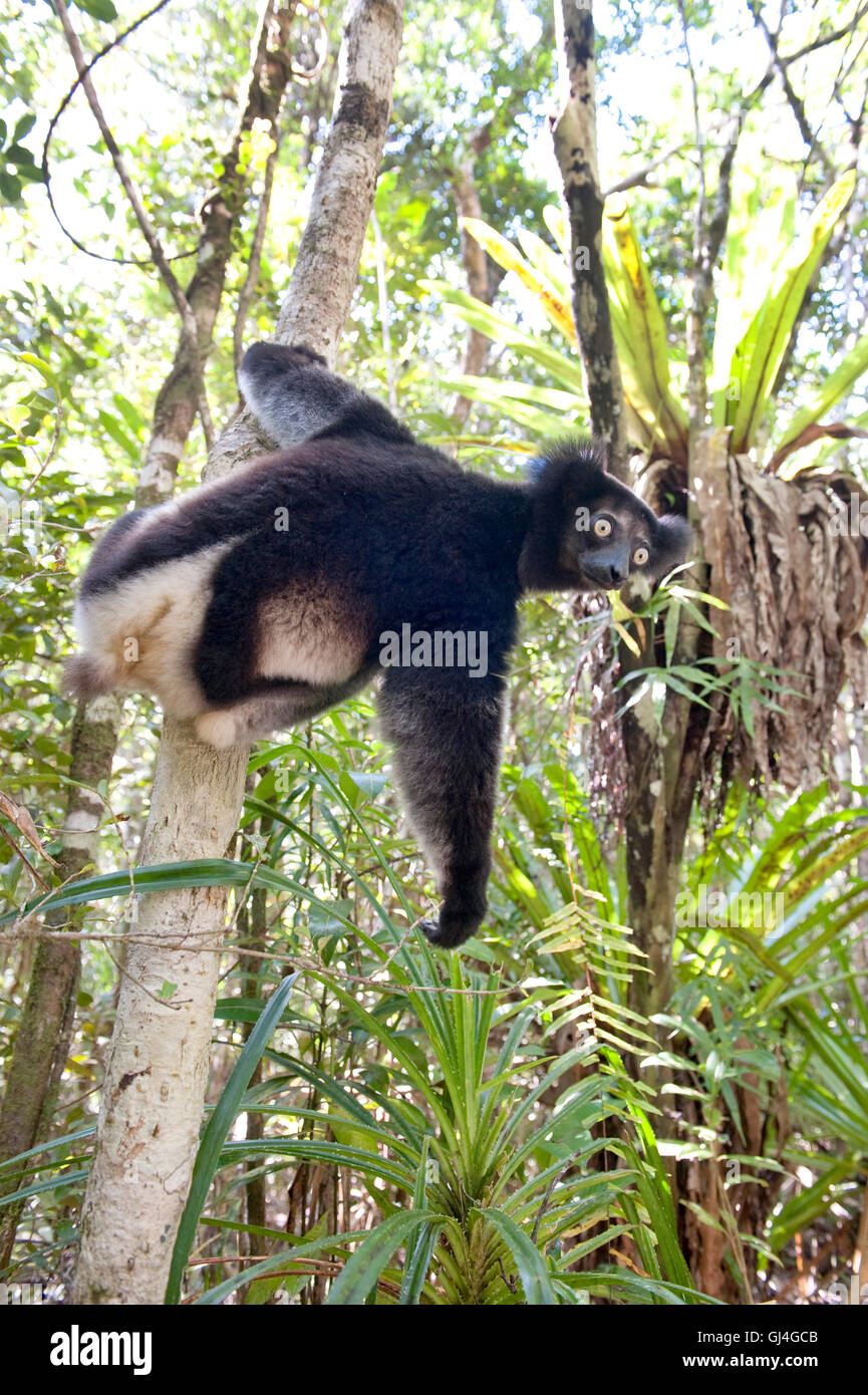 Indri Lemur Madagascar Stock Photo - Alamy
