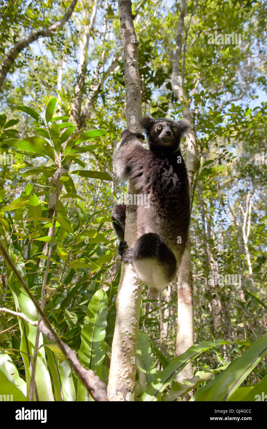 Indri Lemur Madagascar Stock Photo - Alamy