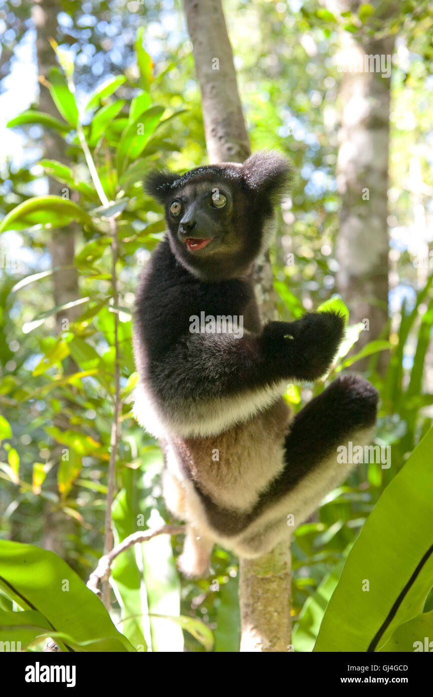 Indri Lemur Madagascar Stock Photo - Alamy