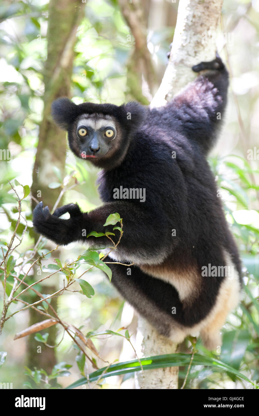 Indri Lemur Madagascar Stock Photo - Alamy