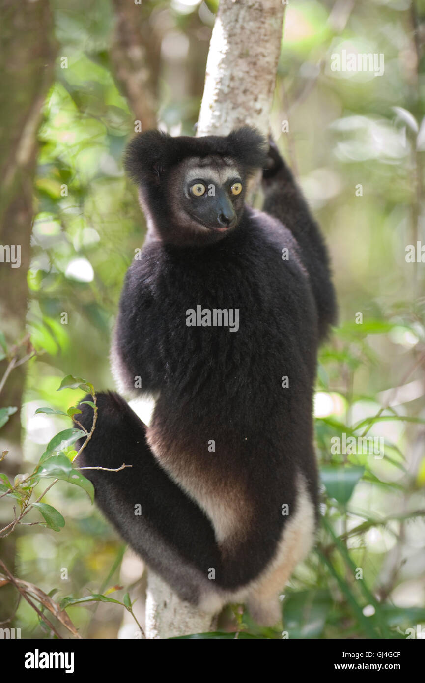 Indri Lemur Madagascar Stock Photo - Alamy