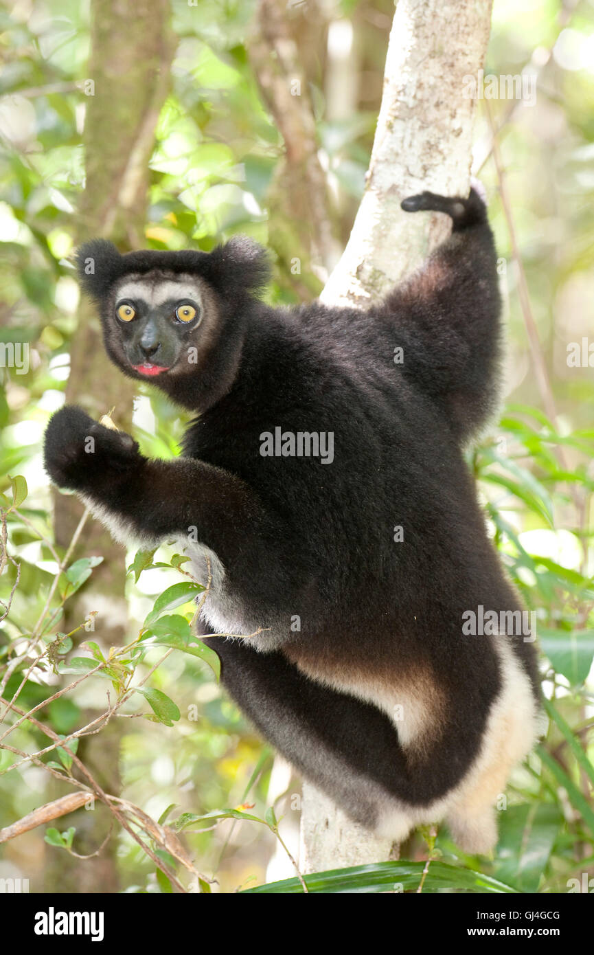 Indri Lemur Madagascar Stock Photo - Alamy