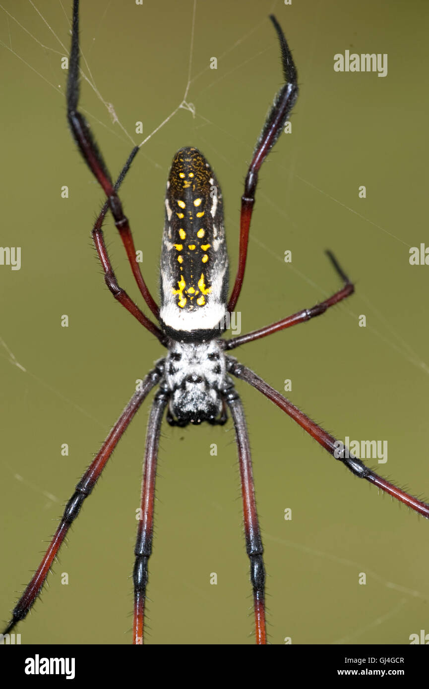 Spider Nephila madagascarensis Madagascar Stock Photo - Alamy