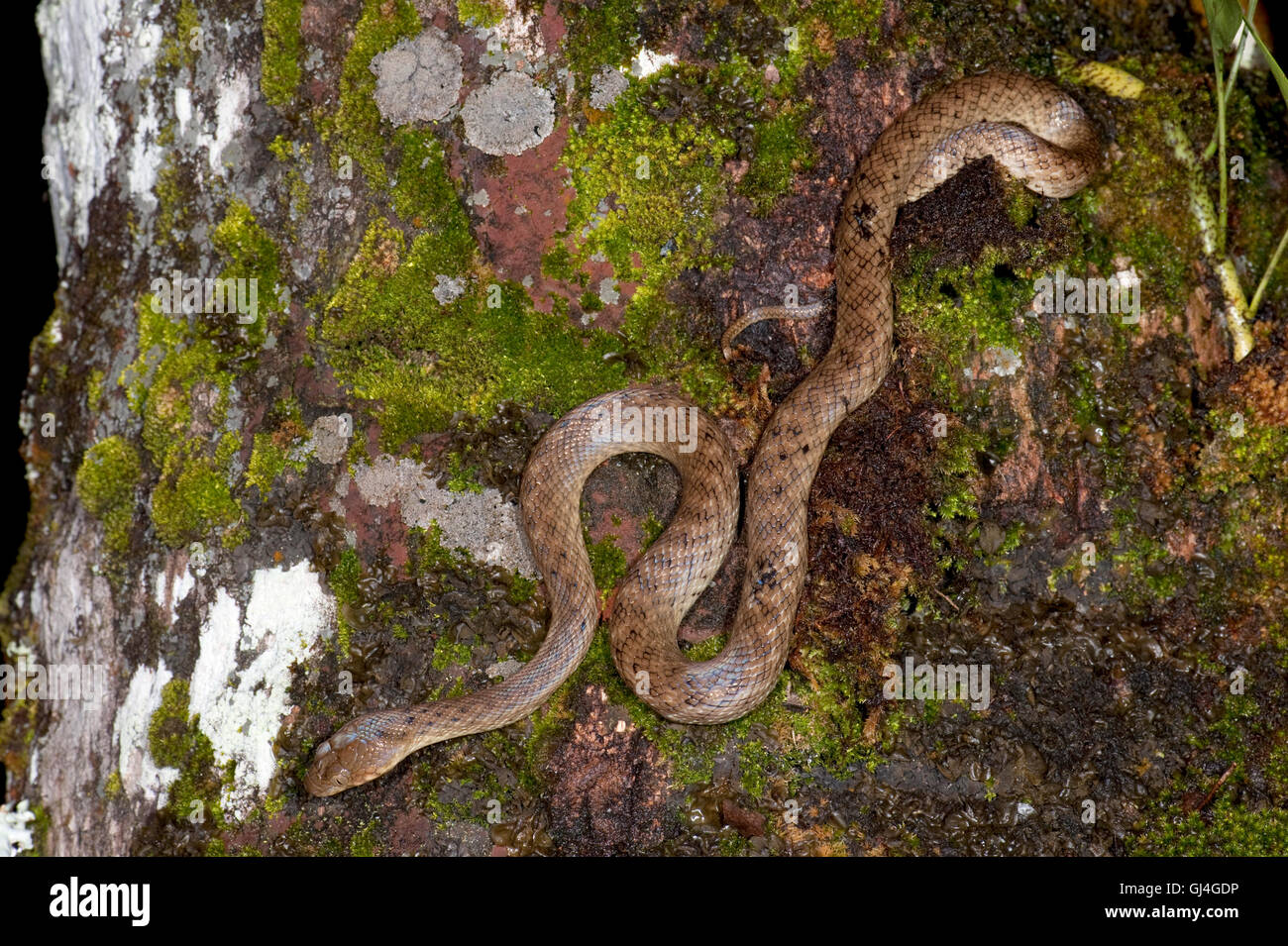 Malagasy Cat-eyed Snake Madagascarophis colubrinu Stock Photo - Alamy