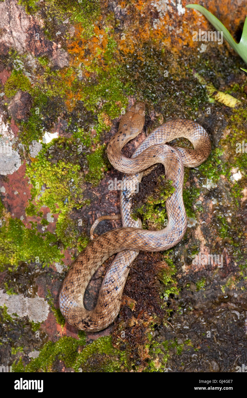 Malagasy Cat-eyed Snake Madagascarophis colubrinu Stock Photo - Alamy
