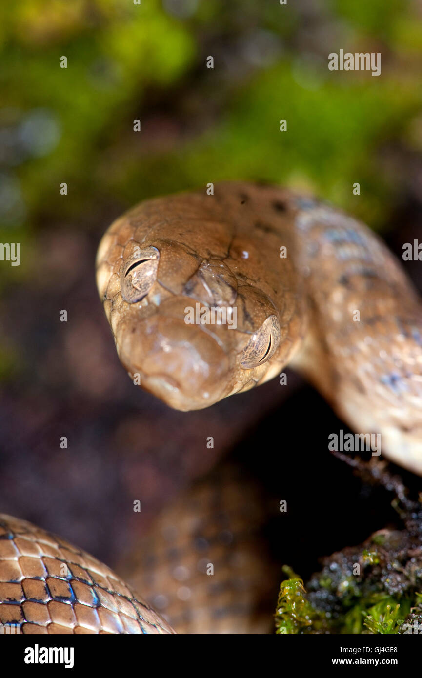 Malagasy Cat-eyed Snake Madagascarophis colubrinu Stock Photo - Alamy