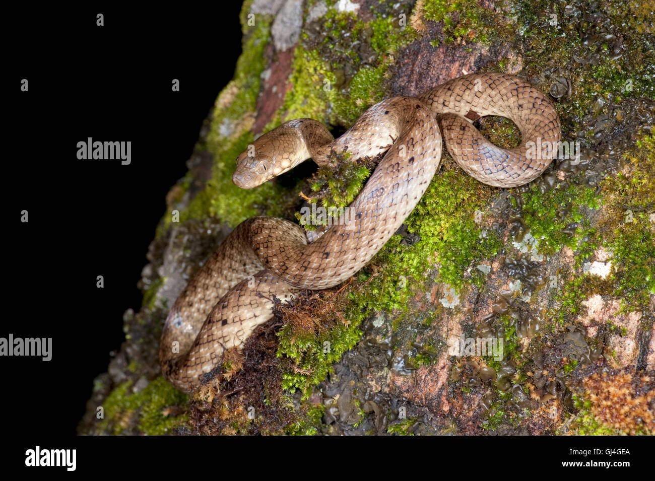 Malagasy Cat-eyed Snake Madagascarophis colubrinu Stock Photo - Alamy