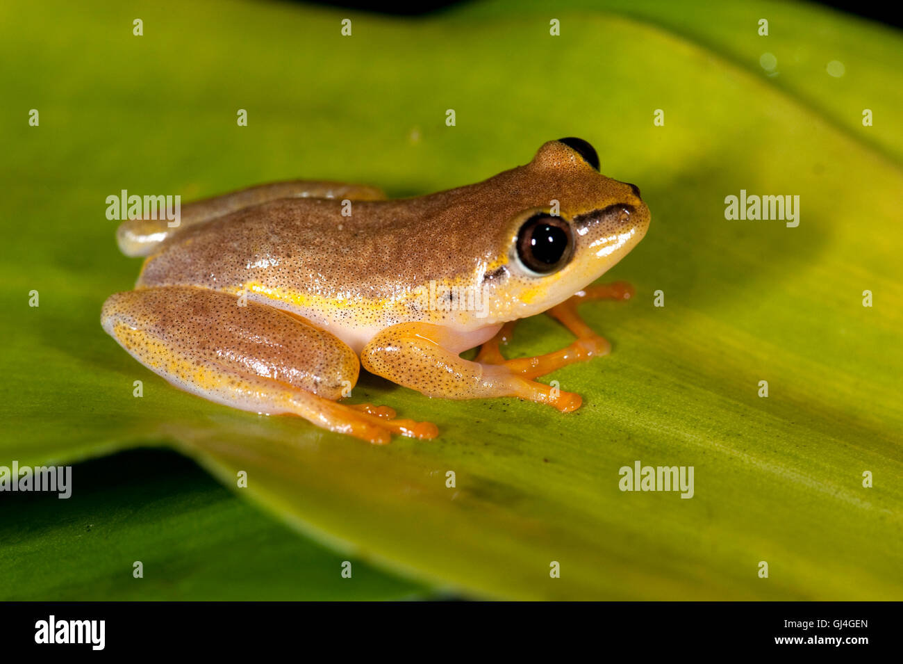 Madagascar Reed Frog Heterixalus madagascariensis Stock Photo - Alamy