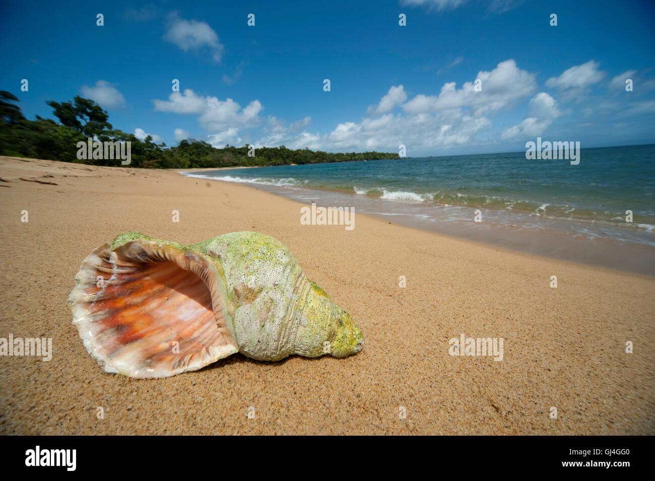 Shell on beach hi-res stock photography and images - Alamy