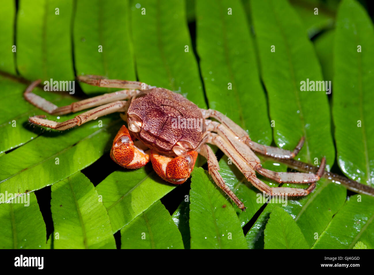 Rainforest crab hi-res stock photography and images - Alamy