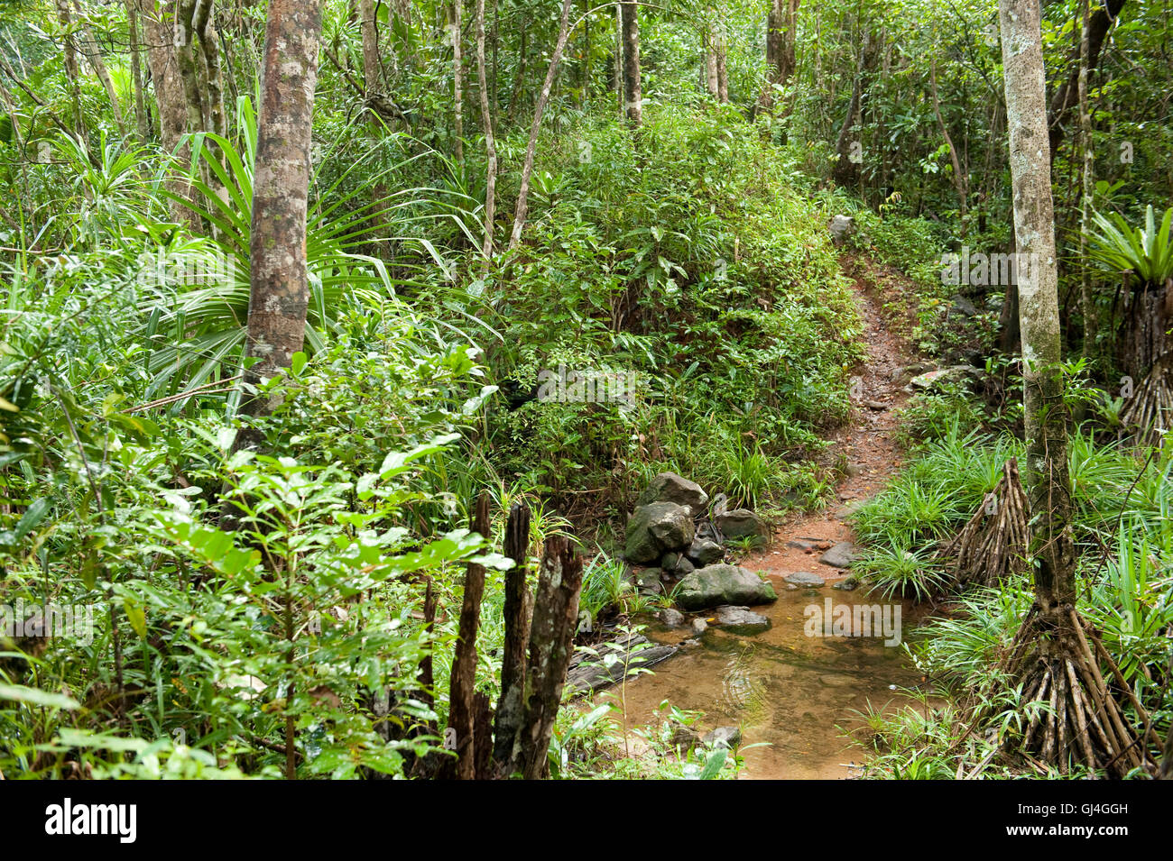 Landscape rainforest jungle hi-res stock photography and images - Alamy