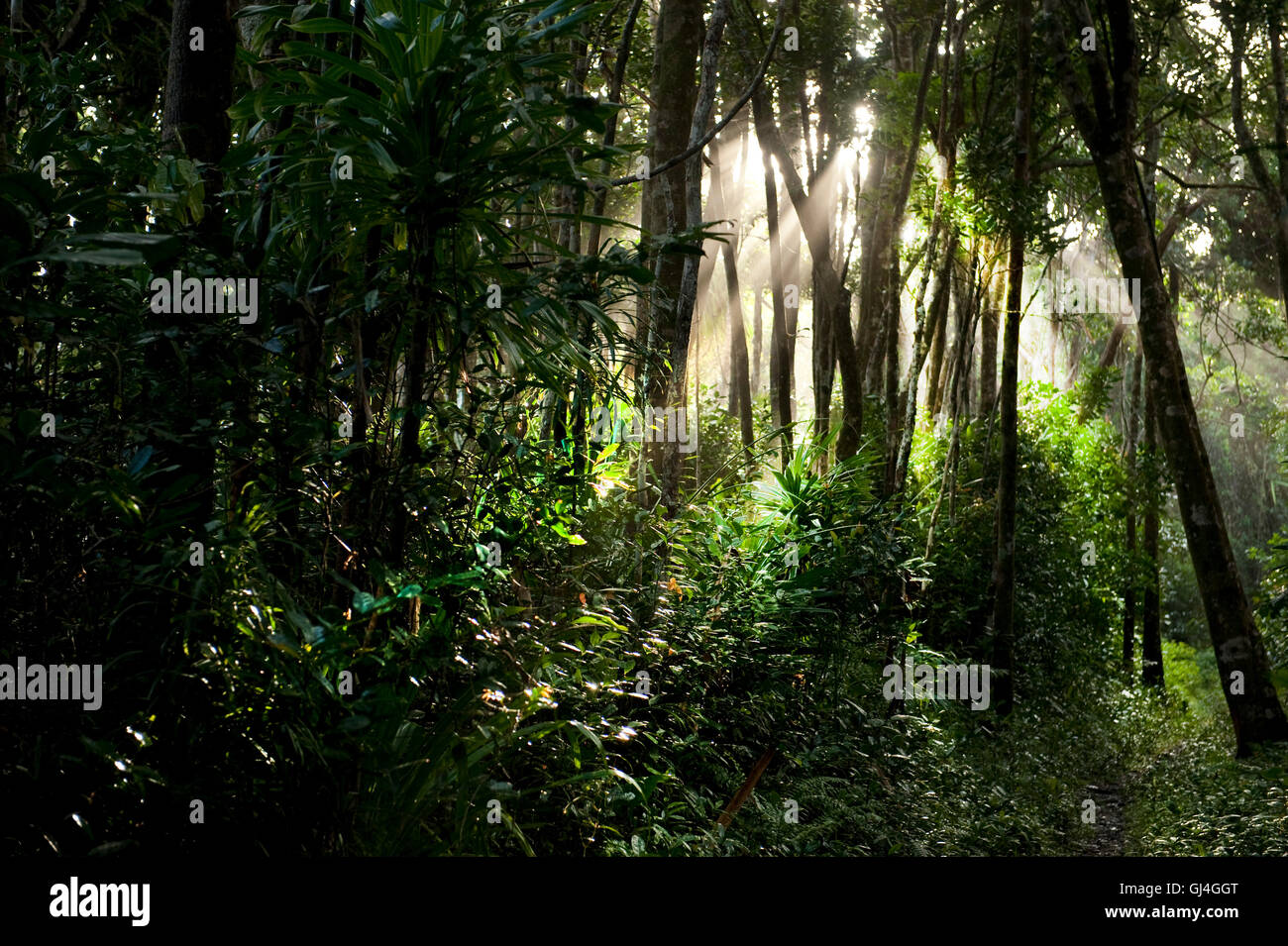 Sunlight through Trees in Rainforest Madagascar Stock Photo - Alamy