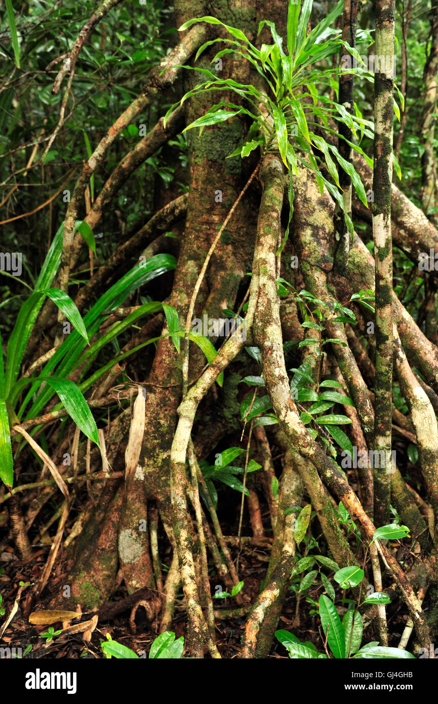 Tree roots hi-res stock photography and images - Alamy