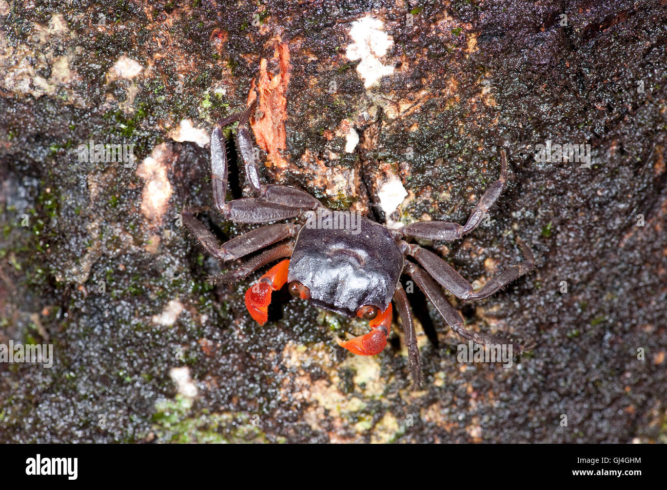 Rainforest crab hi-res stock photography and images - Alamy