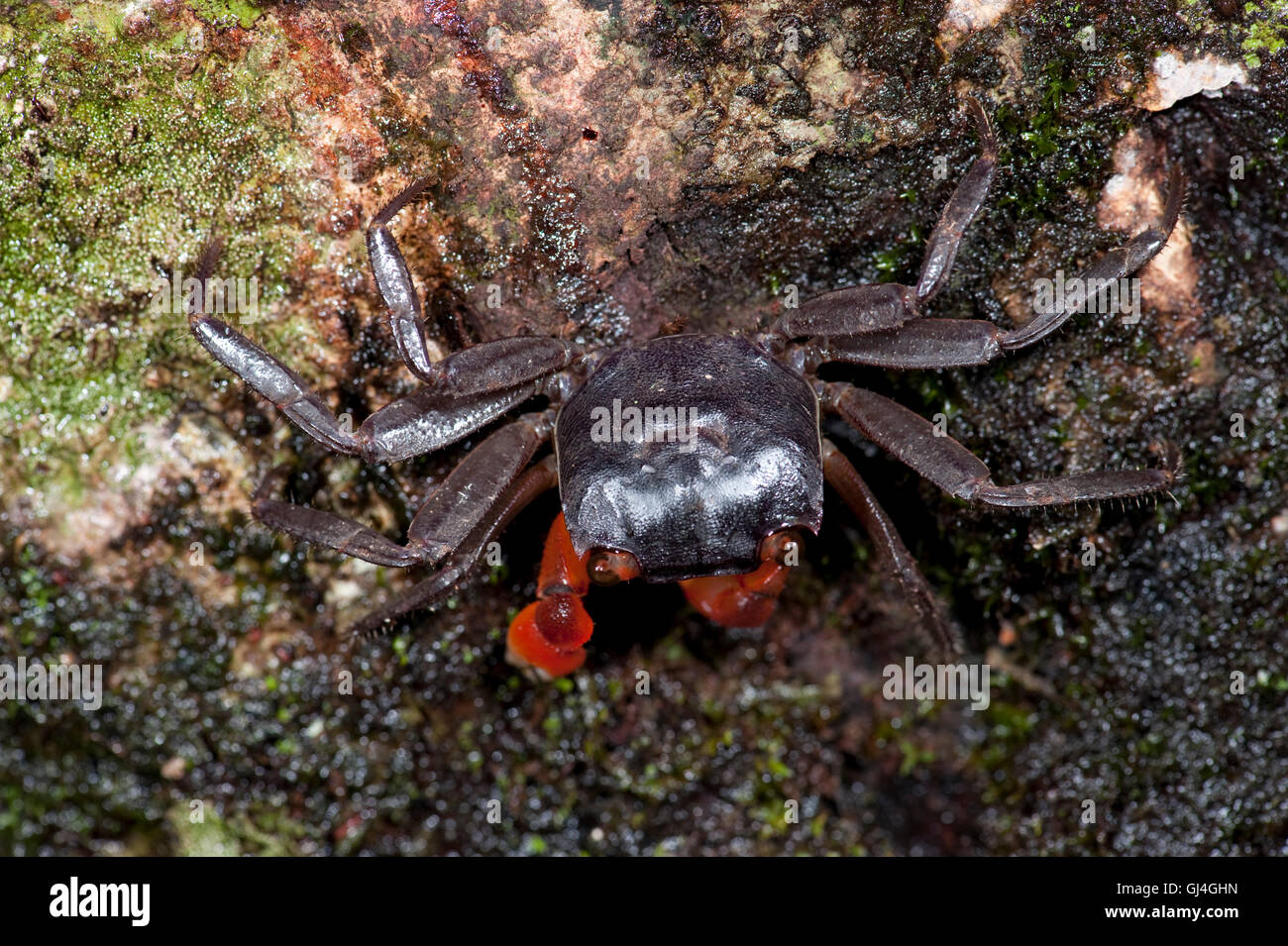 Rainforest crab hi-res stock photography and images - Alamy