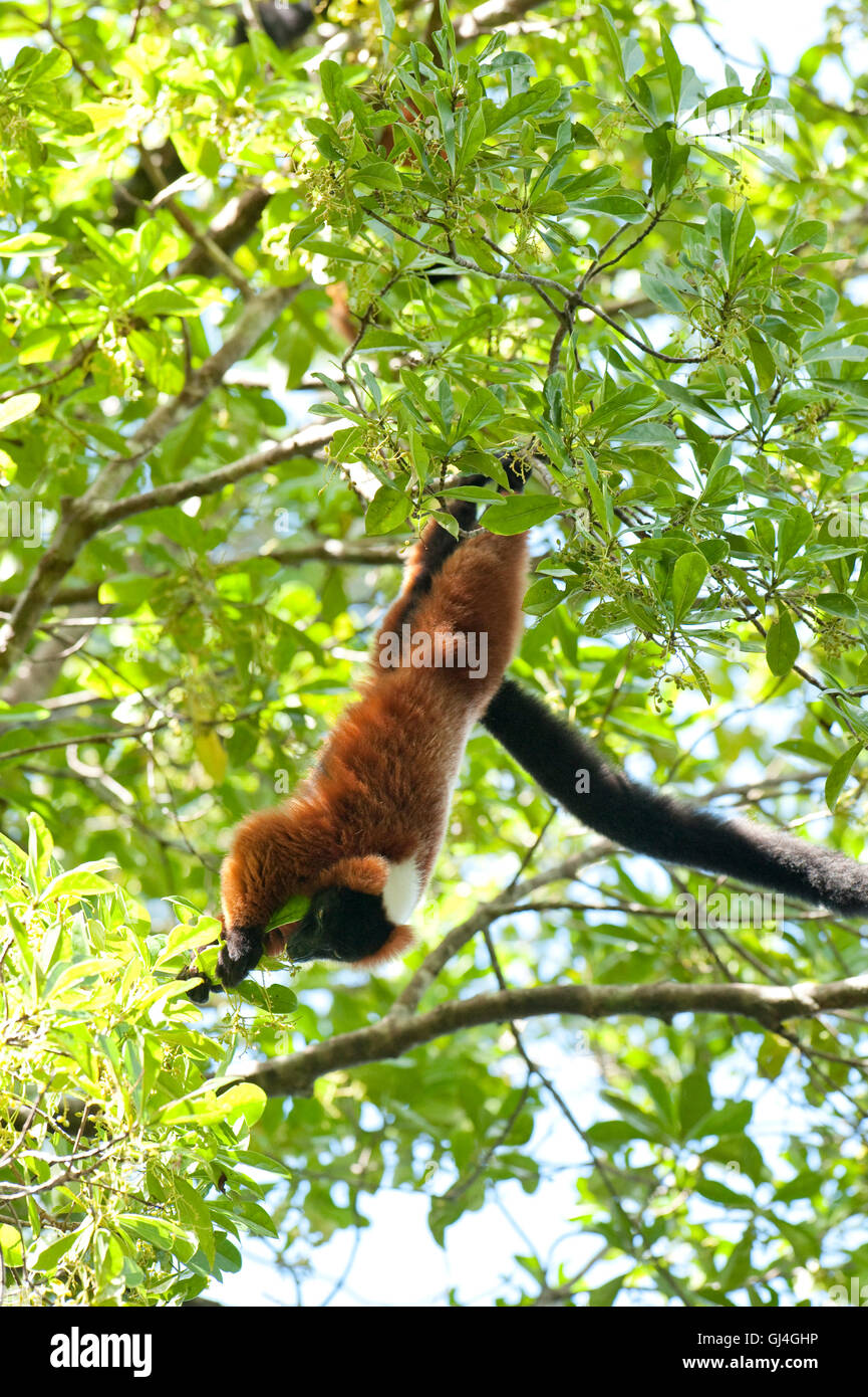 Red Ruffed Lemur Varecia variegata ruber Madagascar Stock Photo - Alamy