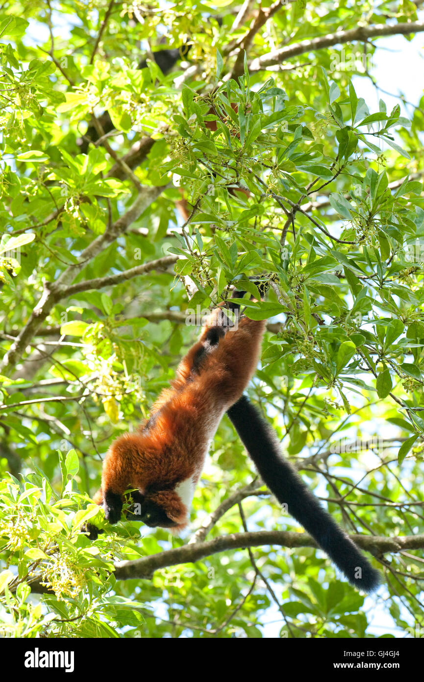 Red Ruffed Lemur Varecia variegata ruber Madagascar Stock Photo - Alamy